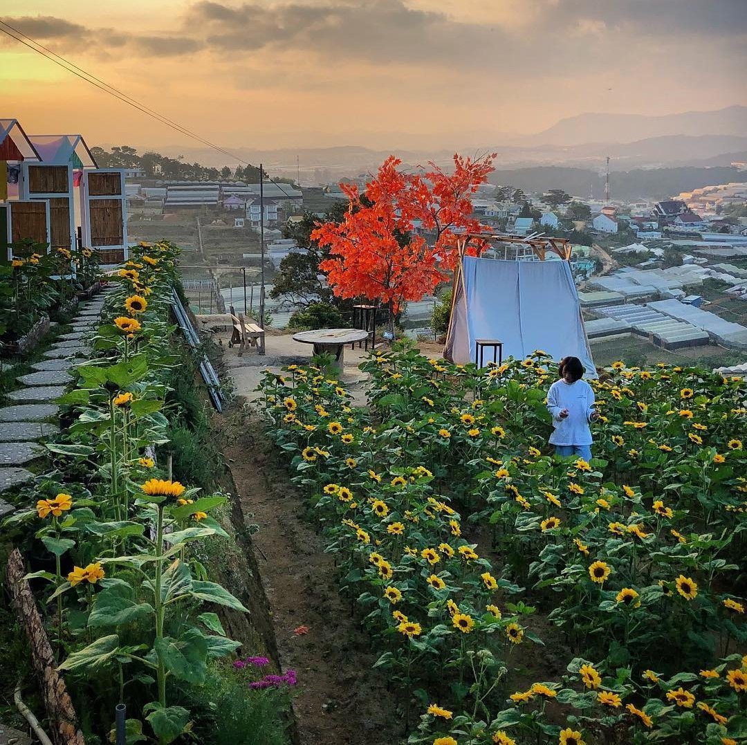 4 nông trại ở Đà Lạt siêu đẹp tha hồ vui chơi, sống ảo - bloghay.org